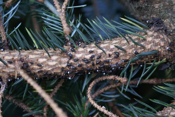 Cinara piceae (Greater black spruce bark aphid) - Members Albums ...