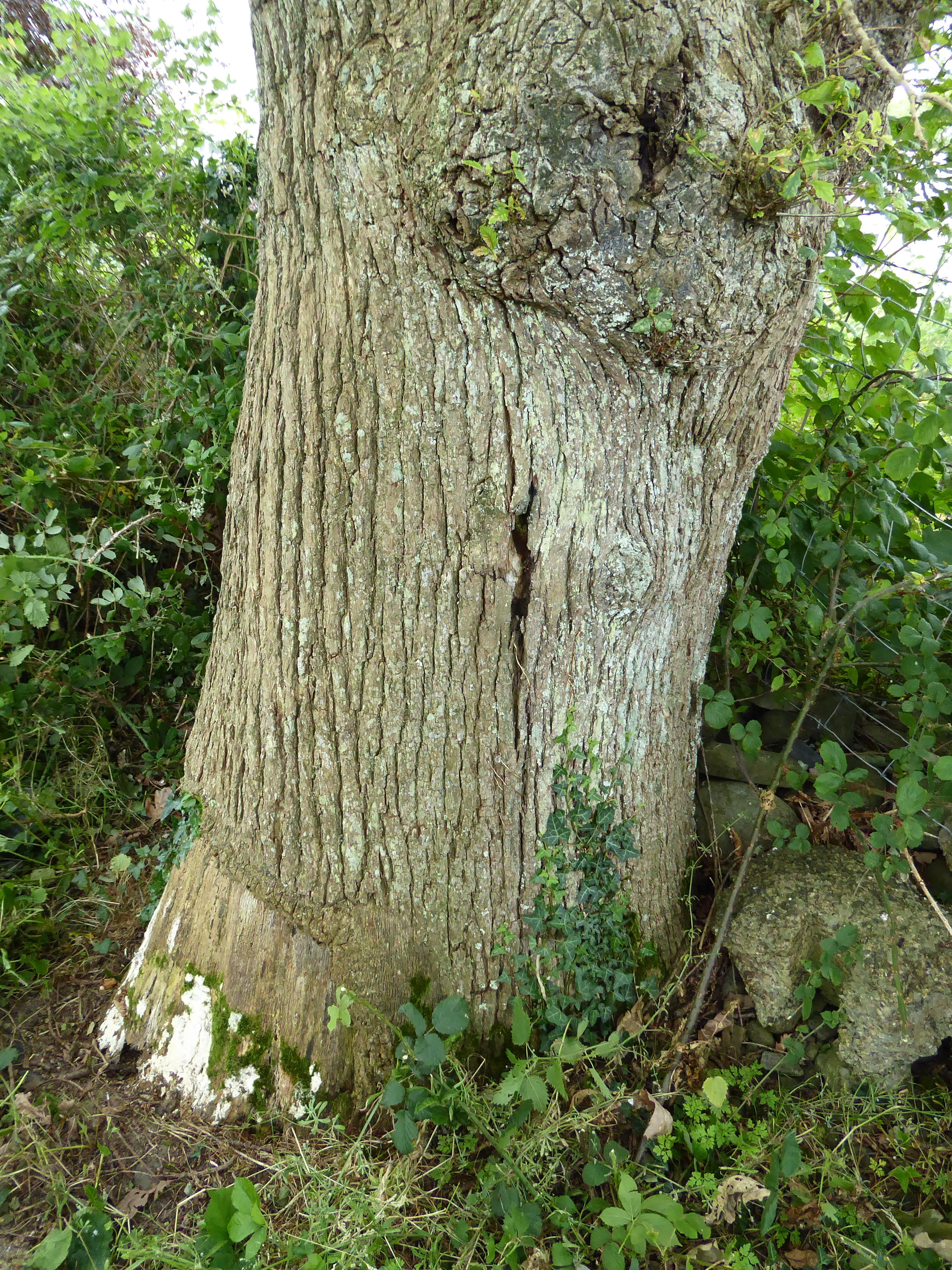 Oak Tree Looks Sick Tree Health Care Arbtalk The Social Network