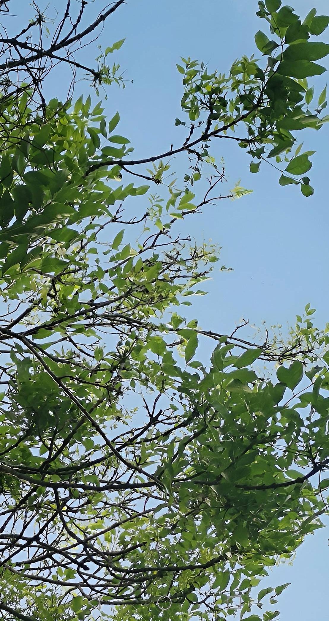 Ash tree vs. Climbers - Homeowners Tree Advice Forum - Arbtalk | The ...